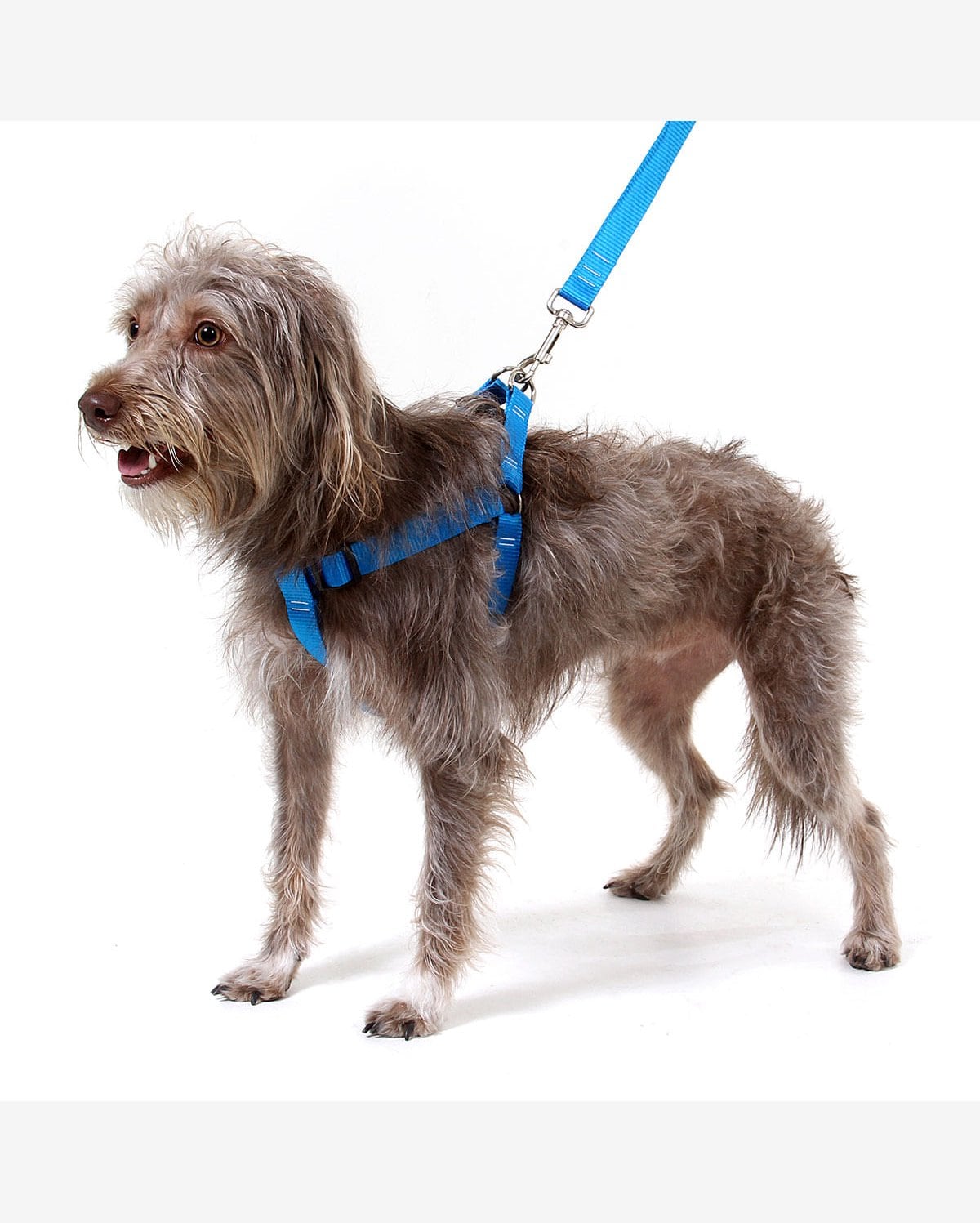 Riachuelo | Peitoral para Cachorros Azul